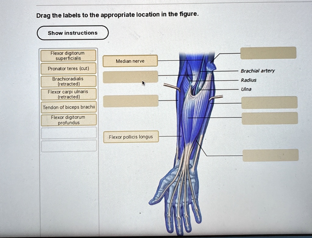 drag the labels to the appropriate location in the figure show ...