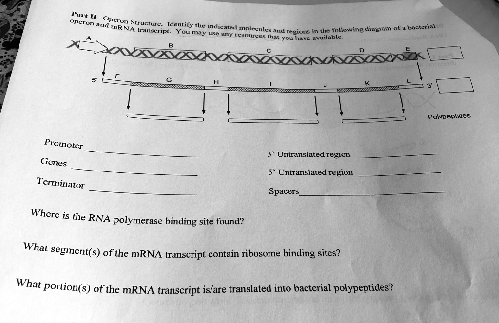 Part II. Operon Structure. Identify the indicated molecules and regions ...