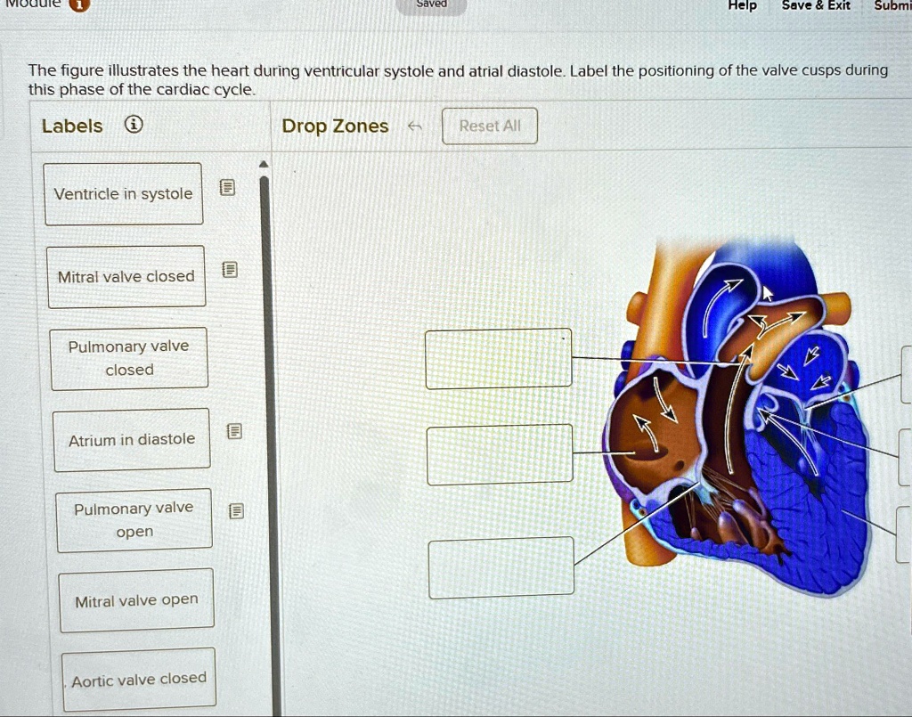 The figure illustrates the heart during ventricular systole and atrial ...