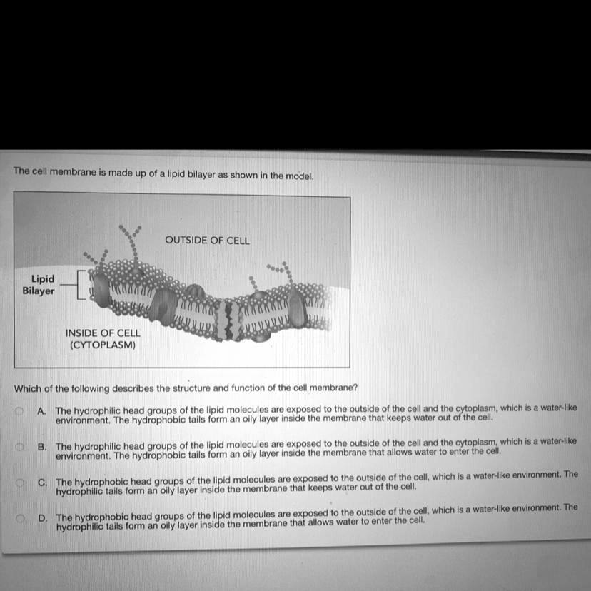 The cell membrane is made up of a lipid bilayer as shown in the model ...