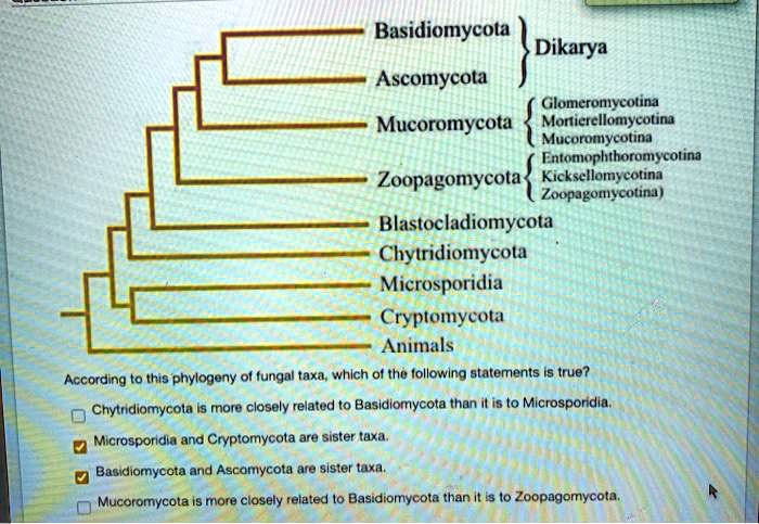 SOLVED: Basidiomycota, Dikarya, Ascomycota, Glomeromycota, Mucoromycota ...