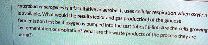 SOLVED: Enterobacter aerogenes is a facultative anaerobe. It is capable ...