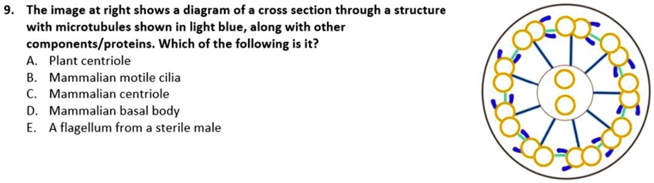 9. The image at right shows a diagram of a cross section...