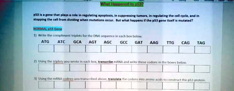 Write the complementary triplets for the DNA sequence in each box in ...