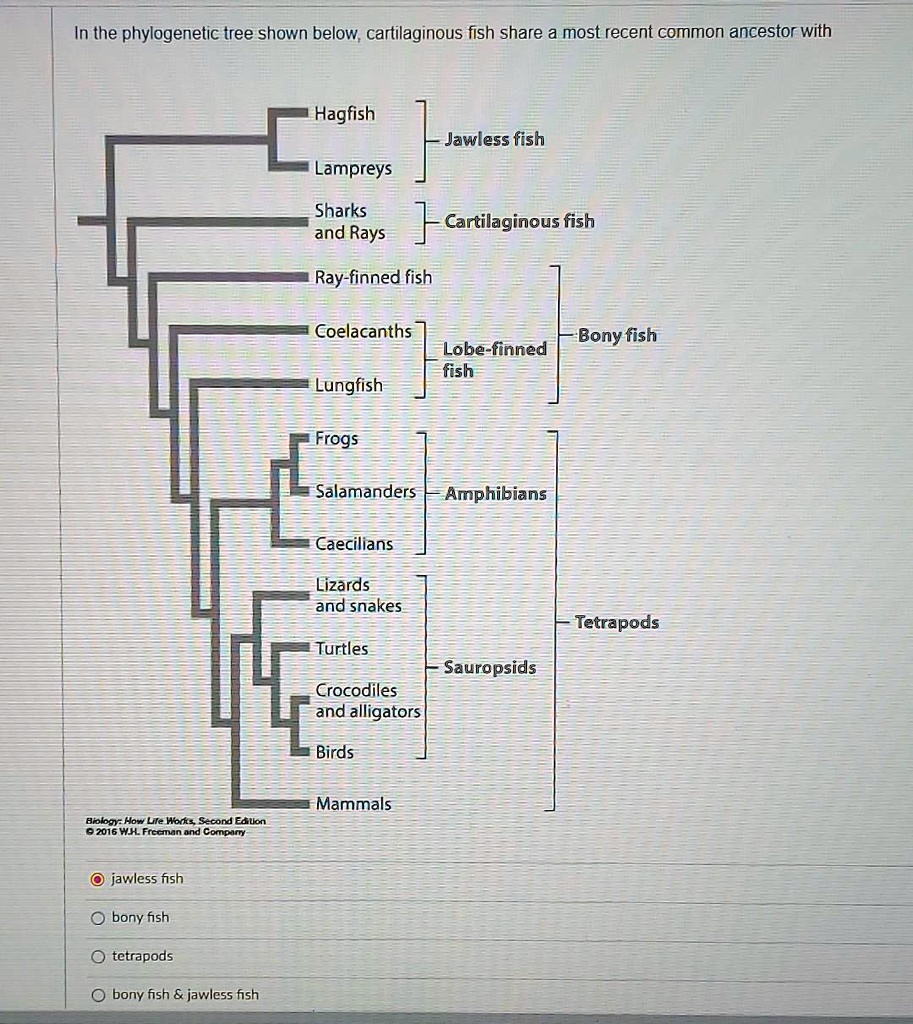 SOLVED: In the phylogenetic tree shown below, cartilaginous fish share ...
