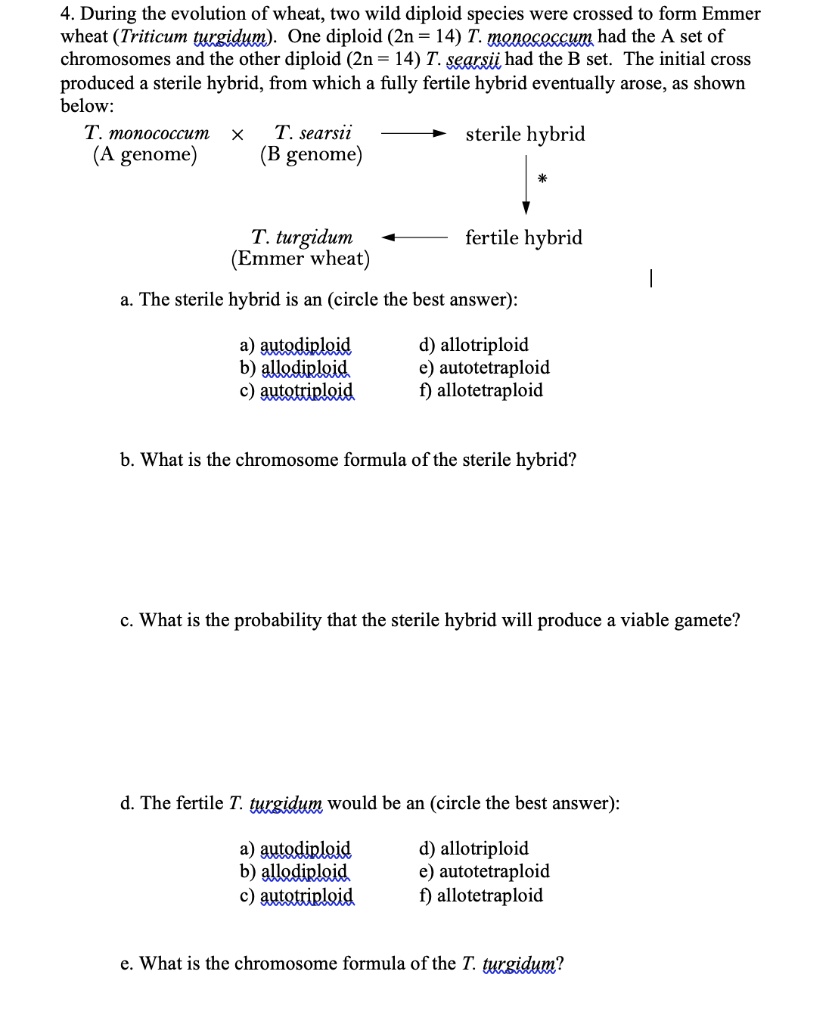 SOLVED: During the evolution of wheat, two wild diploid species were ...