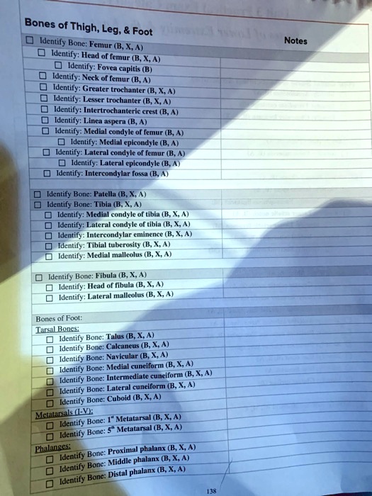 Bones of Thigh, Leg, Foot Identify Bone: Femur (B, X, A) ? Identify ...