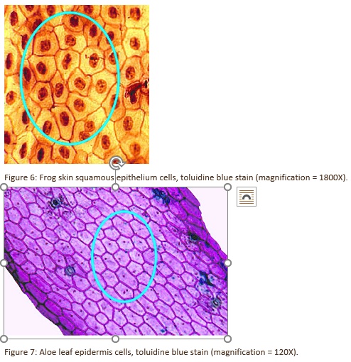 SOLVED: Figure 6: Frog skin squamous epithelium cells, toluidine blue ...