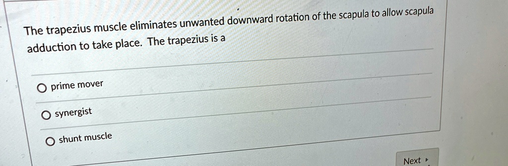 The trapezius muscle eliminates unwanted downward rotation of the ...