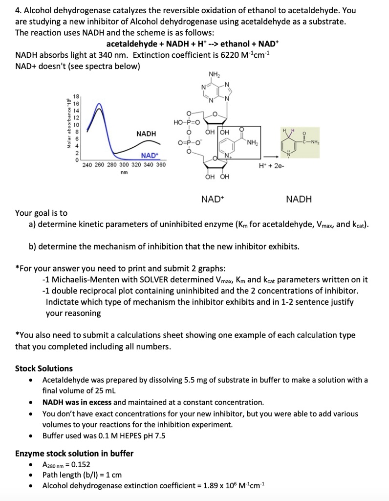 4 alcohol dehydrogenase catalyzes the reversible oxidation of ethanol ...