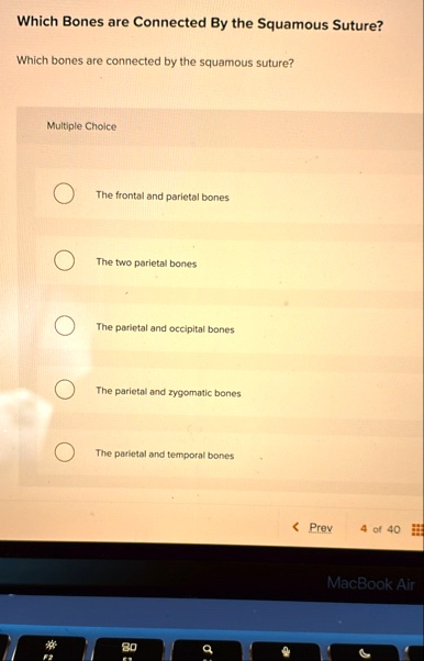 which bones are connected by the squamous suture which bones are ...