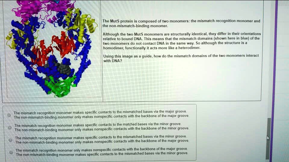 SOLVED: The MutS protein is composed of two monomers: the mismatch ...