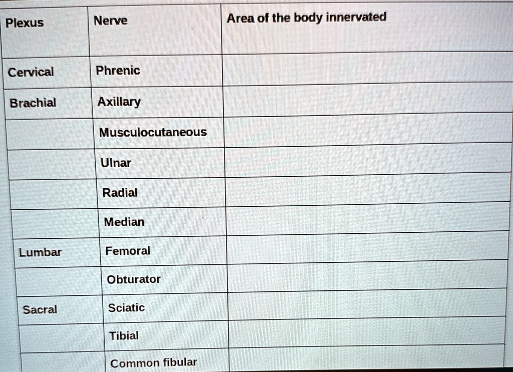 plexus nerve area of the body innervated cervical phrenic brachial ...