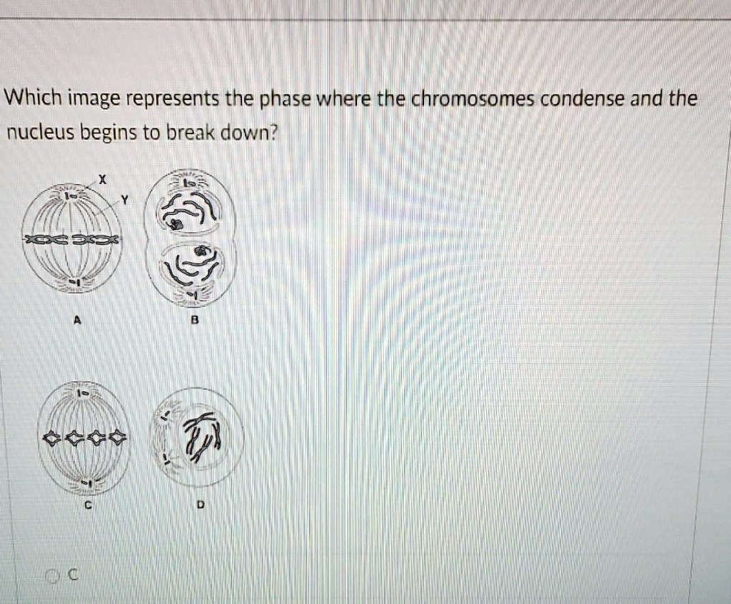 Which image represents the phase where the chromosomes condense and the ...