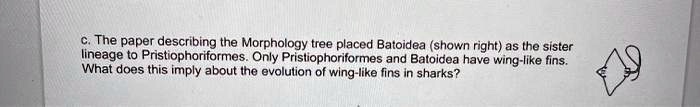 SOLVED:The paper describing the Morphology tree placed Batoidea (shown ...