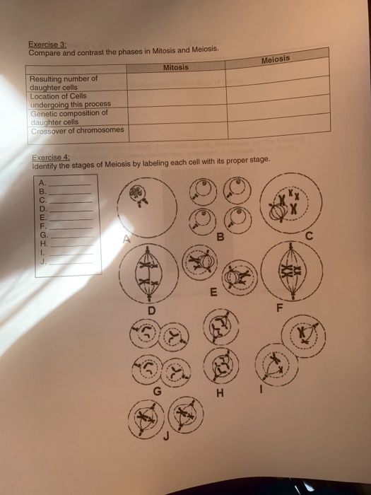 SOLVED: Examine and compare the phases of Mitosis and Meiosis: Mitosis ...