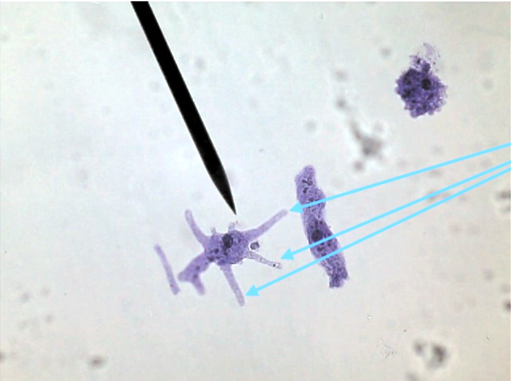 examine the following wet mount stain sample of a eukaryotic that was ...