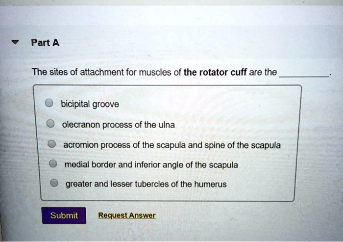 Part A The sites of attachment for muscles of the rotator cuff are the ...