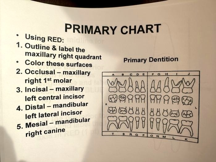 SOLVED: Please help me label the dental chart! PRIMARY CHART Using RED ... SOLVED: Please help me label the dental chart! PRIMARY CHART Using RED ...