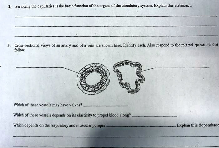 2. Servicing the capillaries is the basic function of the...