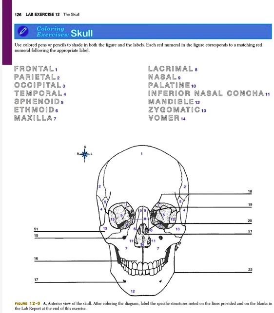 Blank Inferior Skull Diagram