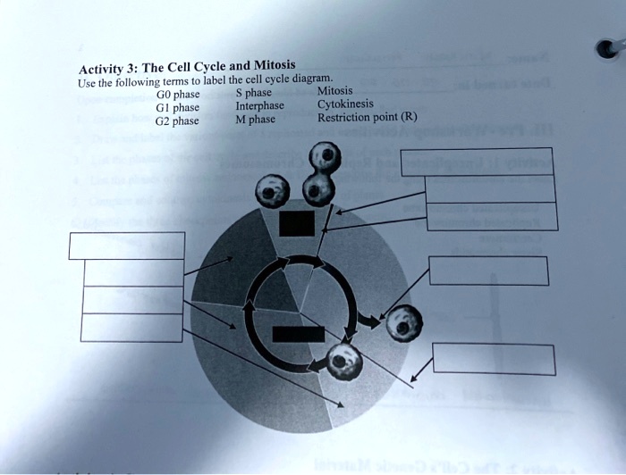 SOLVED: Activity 3: The Cell Cycle and Mitosis Use the following terms ...