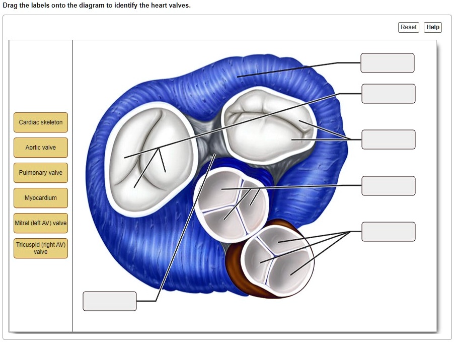 Drag the labels onto the diagram to identify the heart valves. Cardiac skeleton Aortic valve ...