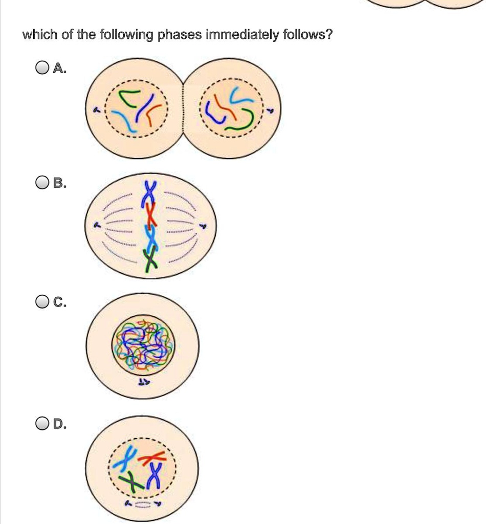 which of the following phases immediately follows?