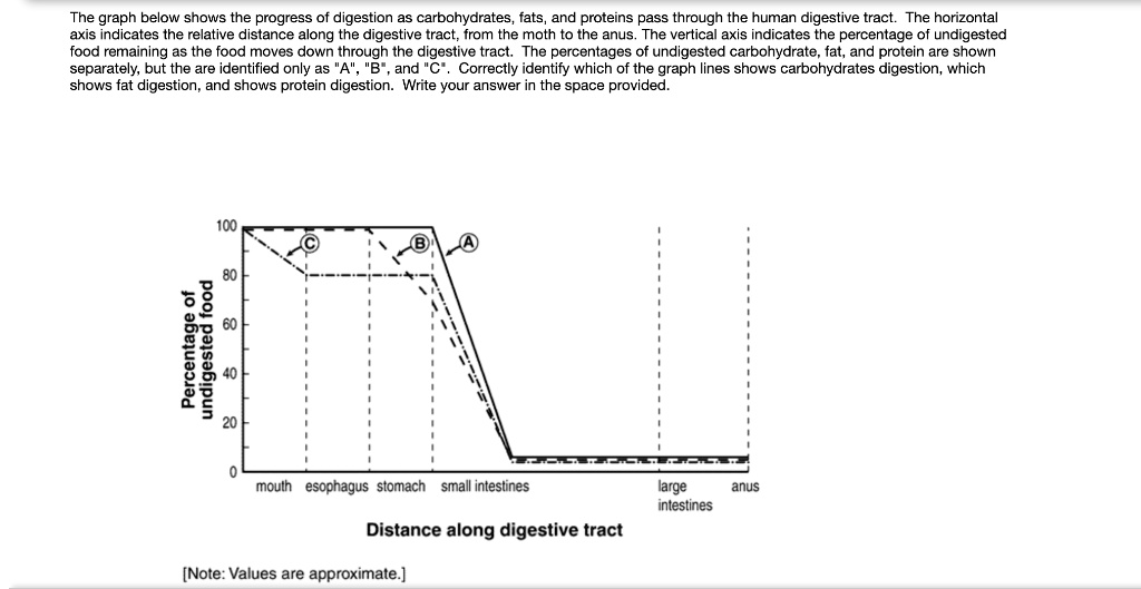 the graph below shows the progress of digestion as carbohydrates fats ...