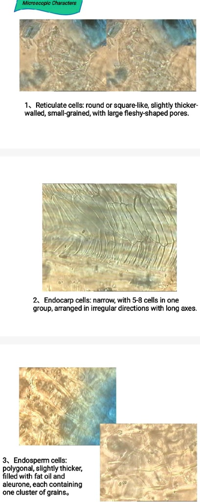 SOLVED: Draw all Macroscopic Characters of Fennel Fructus by a pencil ...