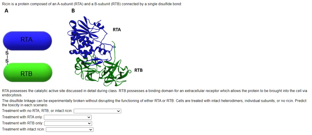 SOLVED:Ricin is protein composed of an A-subunit (RTA) and B-subunit ...