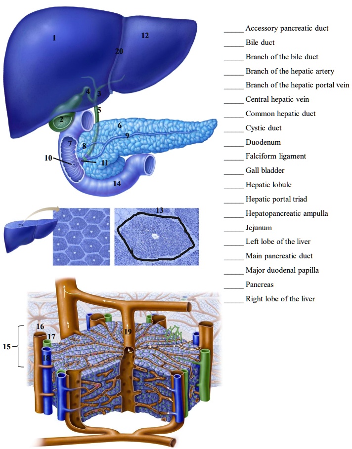 SOLVED: Accessory pancreatic duct 12 Bile duct Branch of the bile duct ...