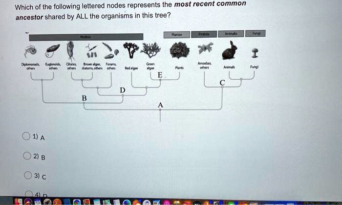 SOLVED: Which of the following lettered nodes represents the most ...
