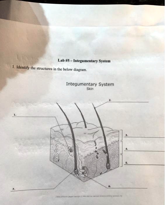 Lab #5 - Integumentary System 1. Identify the structures in the below ...