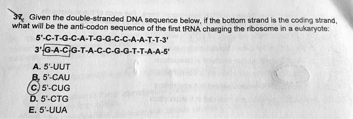 SOLVED: Given the double-stranded DNA sequence below, if the bottom ...