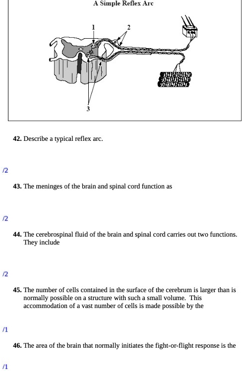 SOLVED: A Simple Reflex Arc Describe a typical reflex arc. The meninges ...