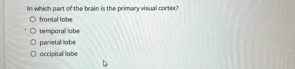in which part of the brain is the primary visual cortex frontal lobe ...