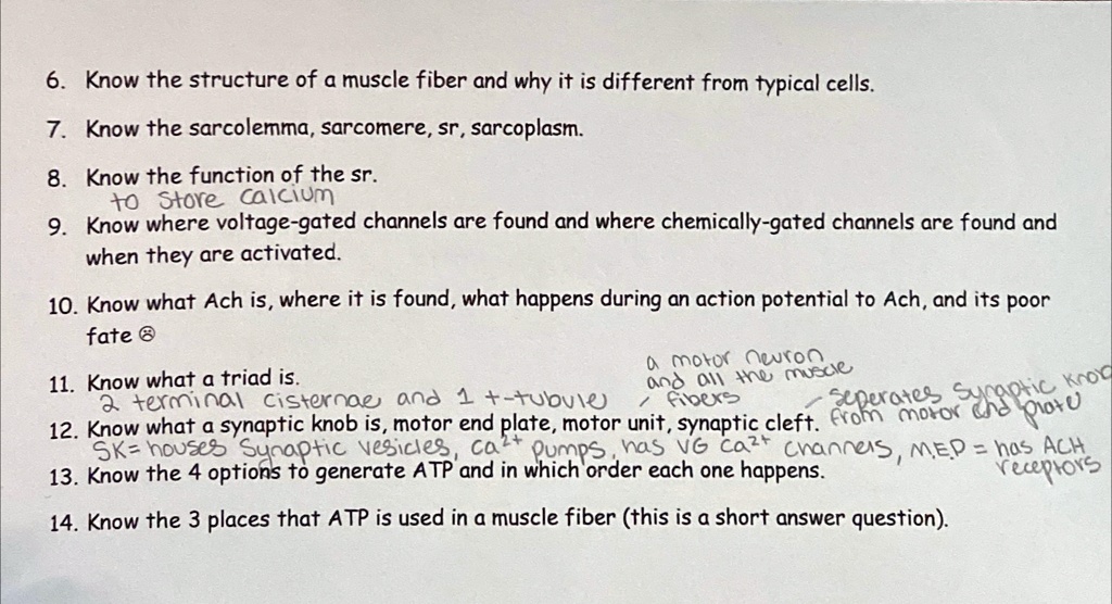 6. Know the structure of a muscle fiber and why it is different from ...