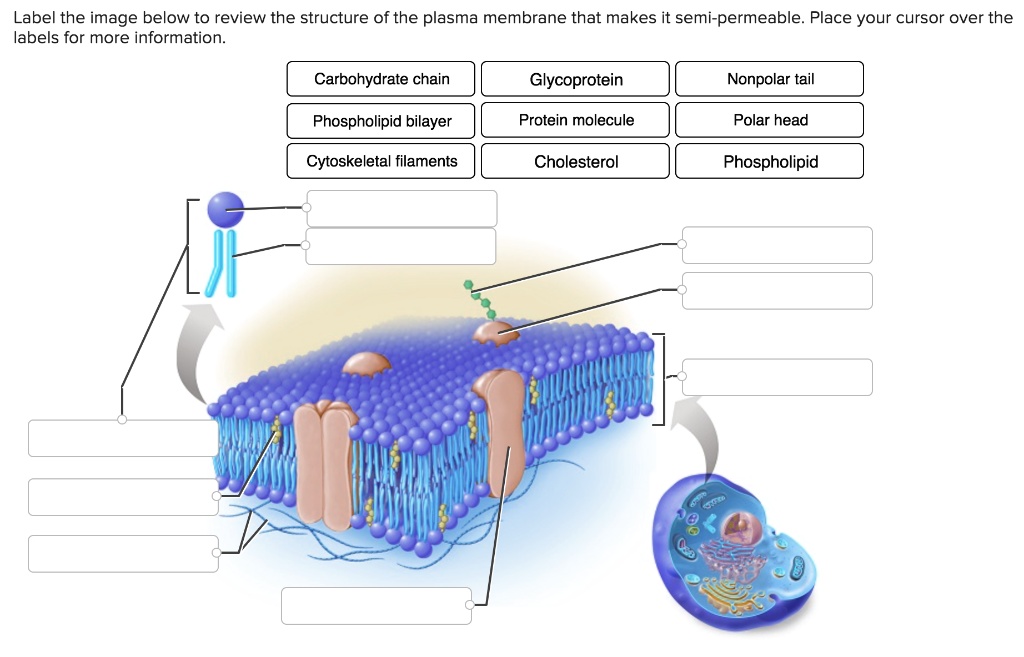 SOLVED: Label the image below to review the structure of the plasma membrane that makes it semi ...