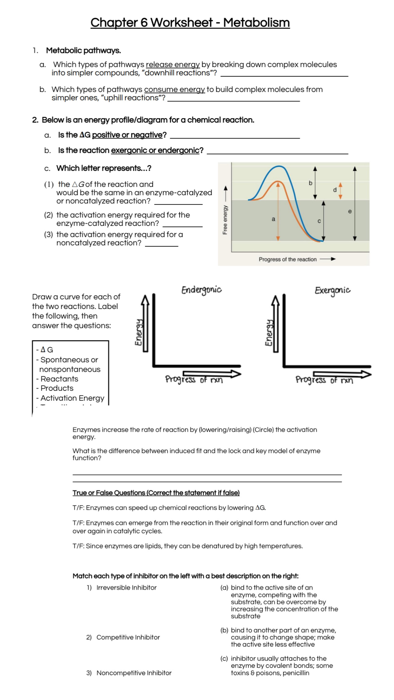 Chapter 6 Worksheet - Metabolism 1. Metabolic pathways. a. Which types ...