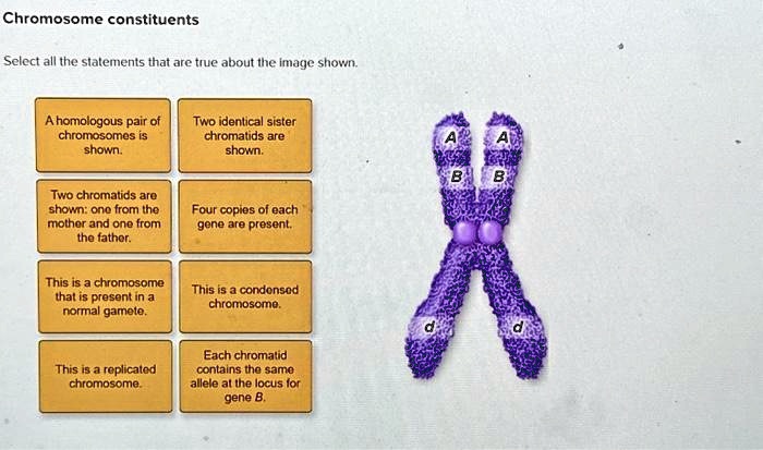 Solved Chromosome Constituents Select All The Statements That Are True About The Image Shown 1