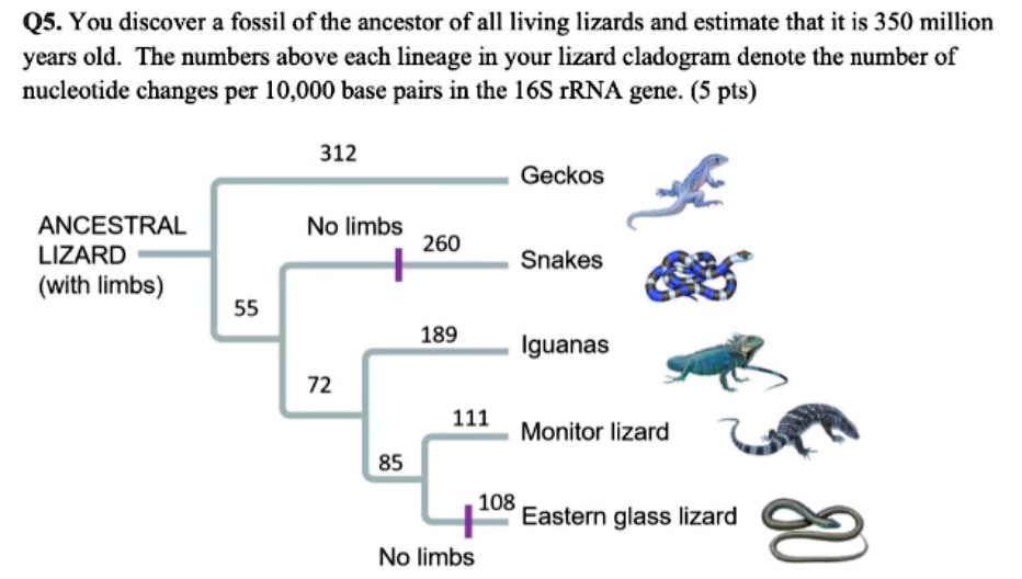 SOLVED: Qs. You discover a fossil of the ancestor of all living lizards ...