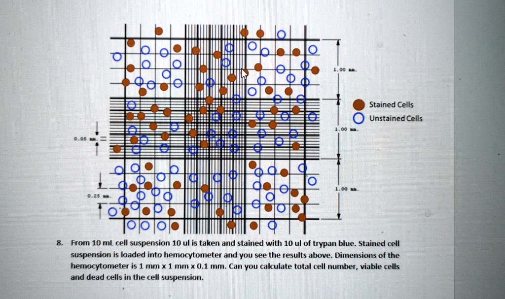 stained cells unstained cells from 10 ml cell suspension 10 ul is taken ...