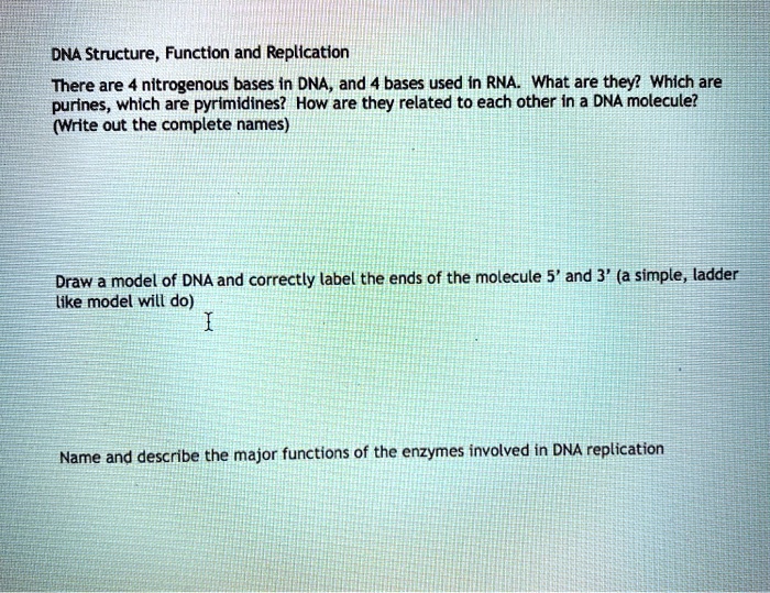 SOLVED: DNA Structure Function and Replication There are 4 nitrogenous bases in DNA and bases ...
