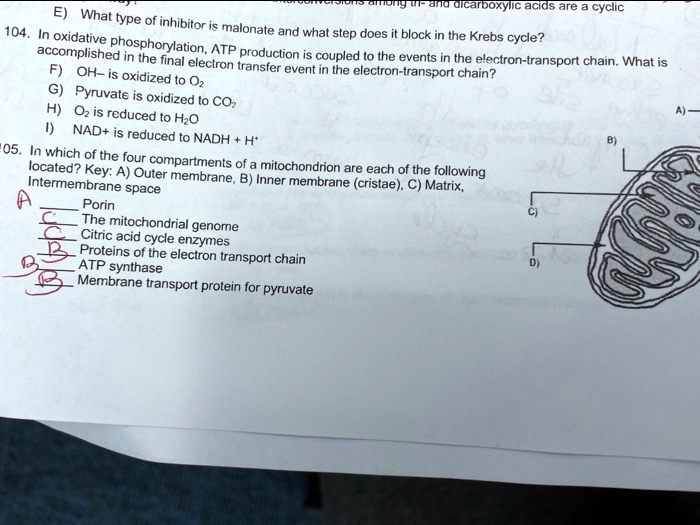 icarpoxylic acids are cyciic what type of inhibitor 104 in oxidative is ...