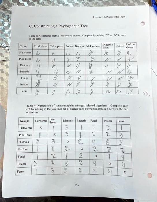 SOLVED: Exercise 17: Phylogenetic Trees C. Constructing a Phylogenetic ...