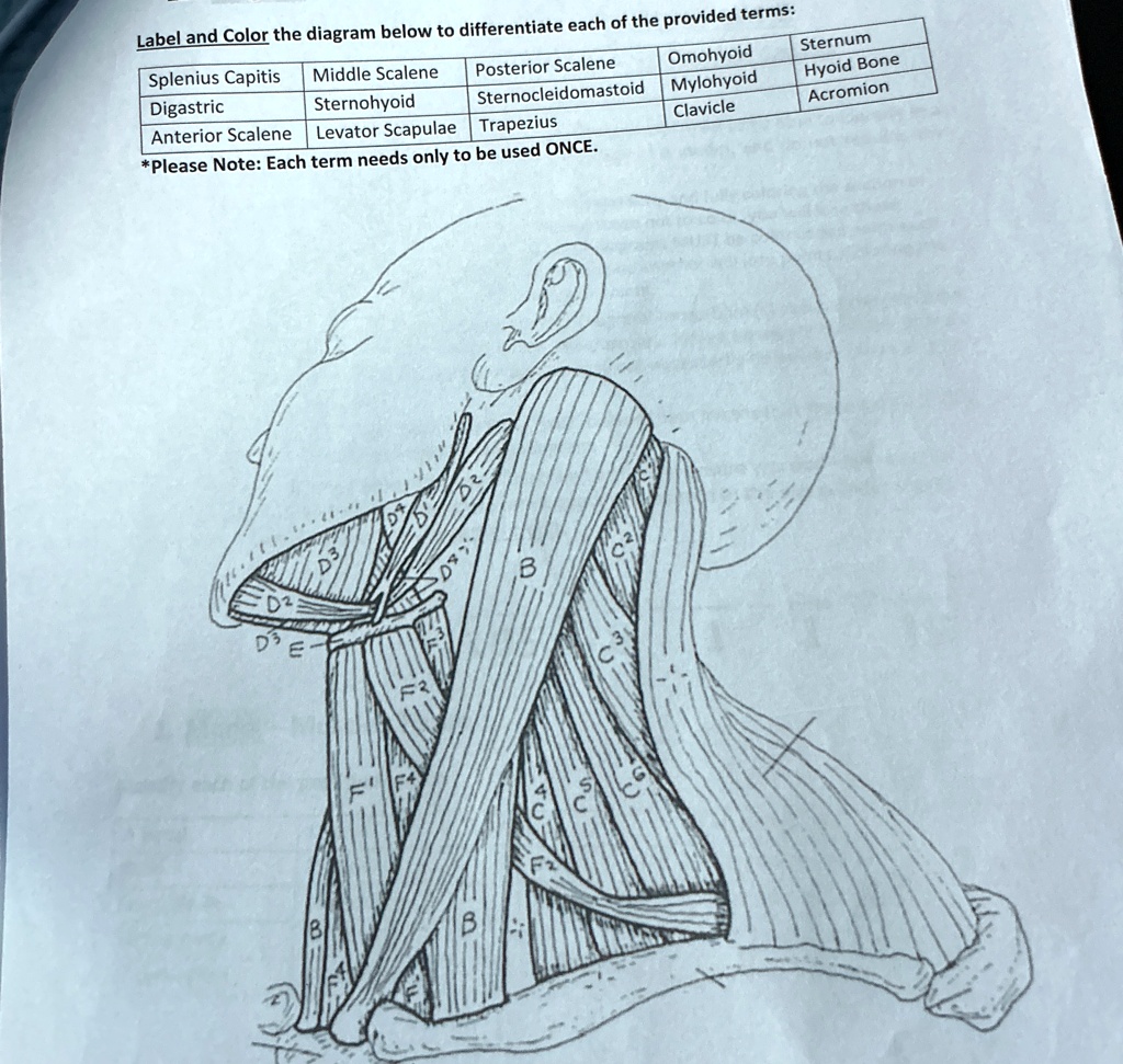 label and color the diagram below to differentiate each of the provided ...
