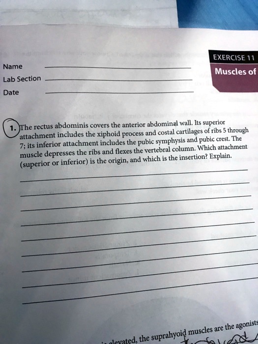 anatomy physiology stephen exercise11 muscles of name lab section date ...