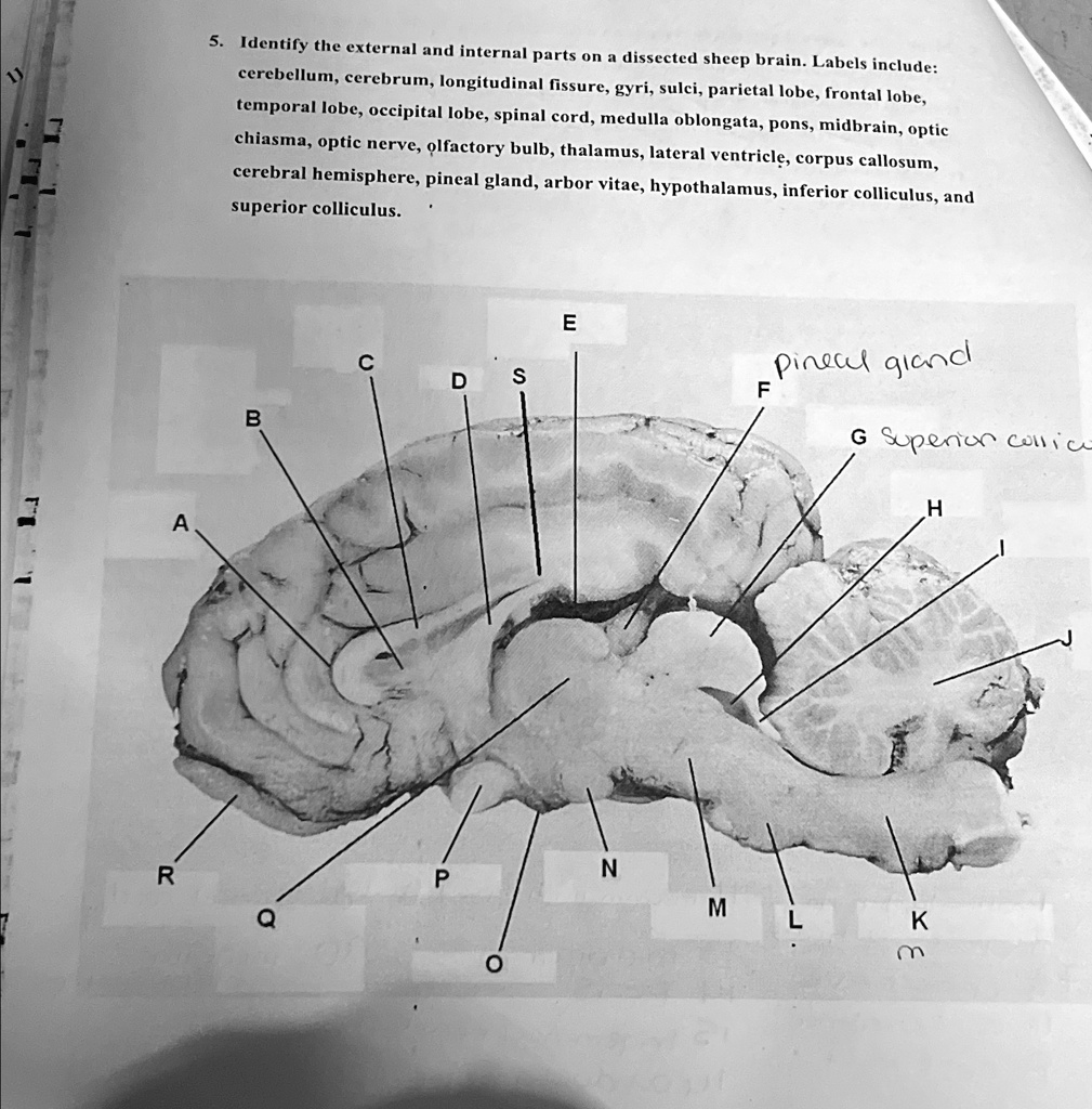 5. Identify the external and internal parts on a dissected sheep brain ...