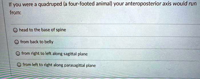 if you were a quadruped a four footed animal your anteroposterior axis ...